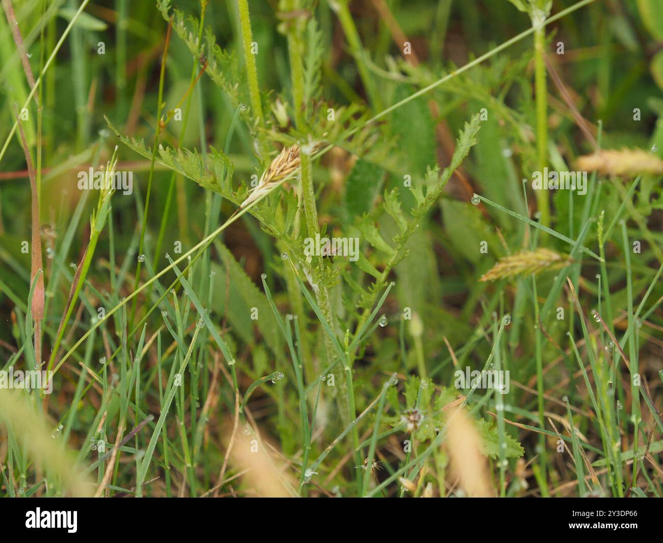 balsam ragwort (Packera paupercula) Plantae Stock Photo - Alamy
