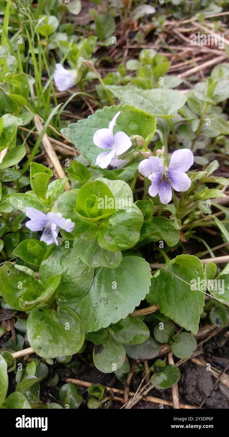 dwarf marsh violet (Viola epipsiloides) Plantae Stock Photo - Alamy