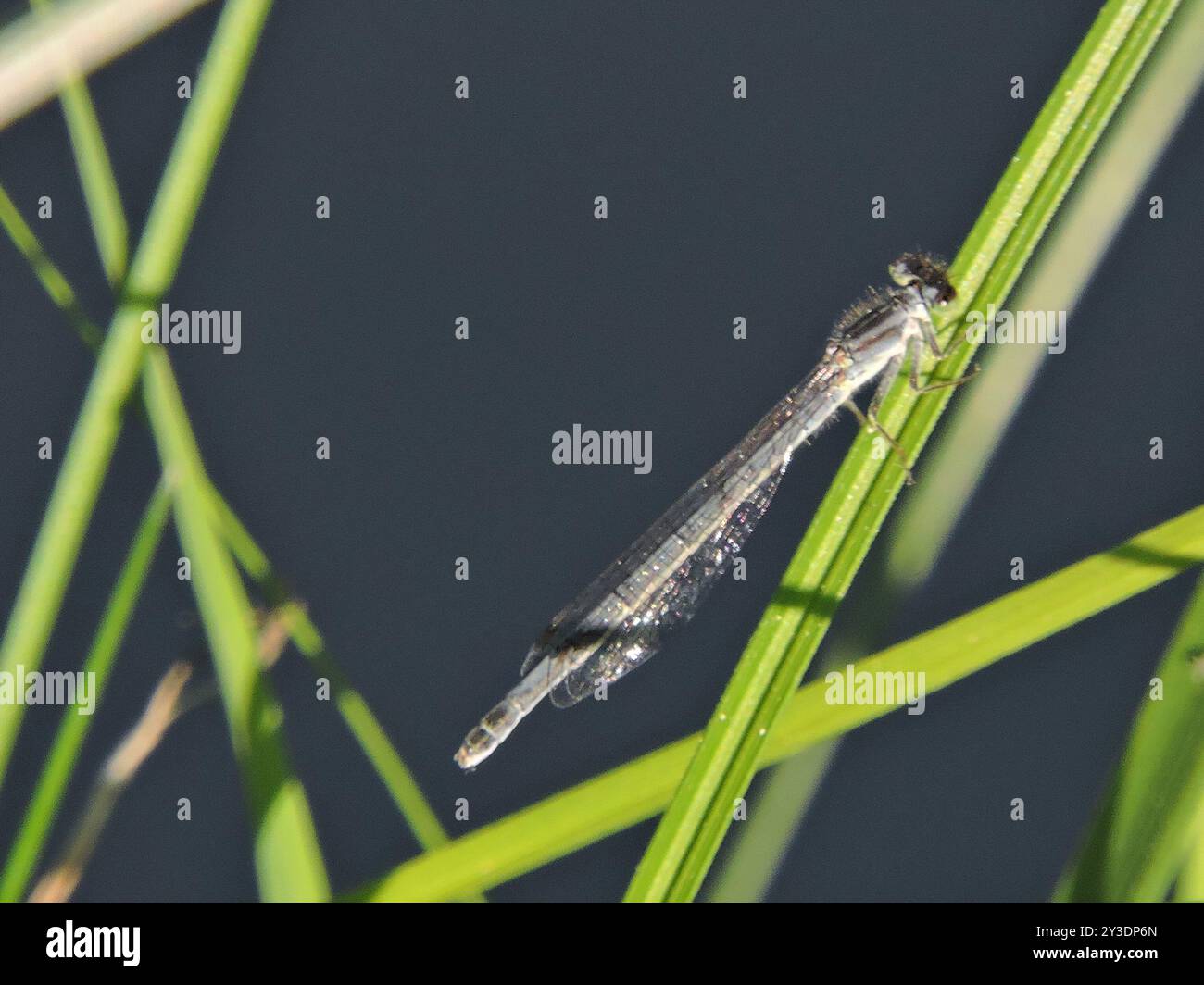 Eastern Forktail (Ischnura verticalis) Insecta Stock Photo - Alamy
