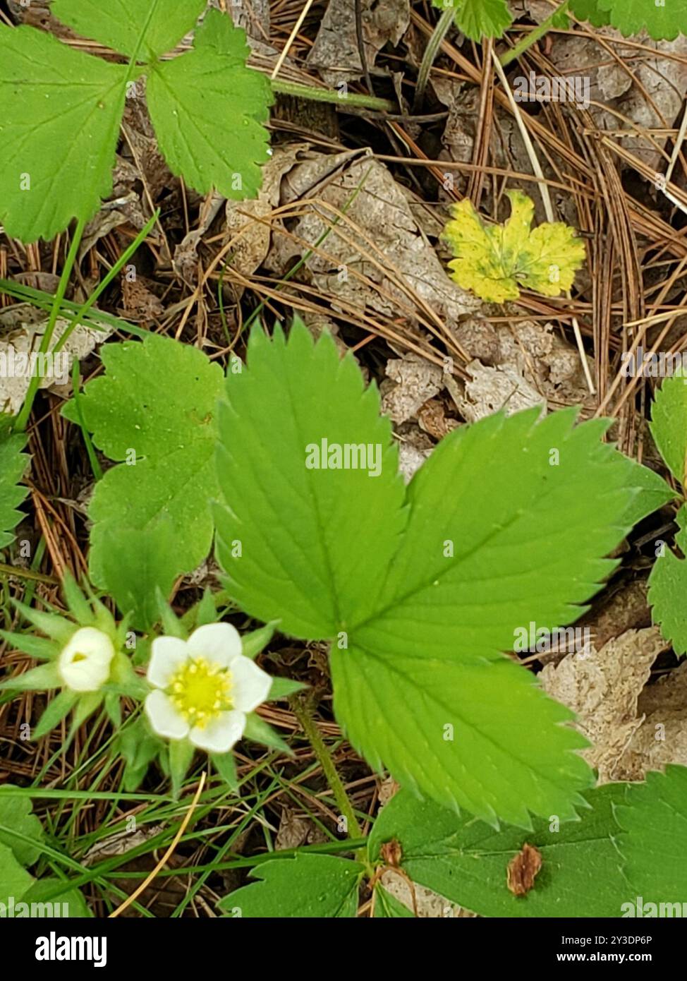 Virginia strawberry (Fragaria virginiana) Plantae Stock Photo - Alamy
