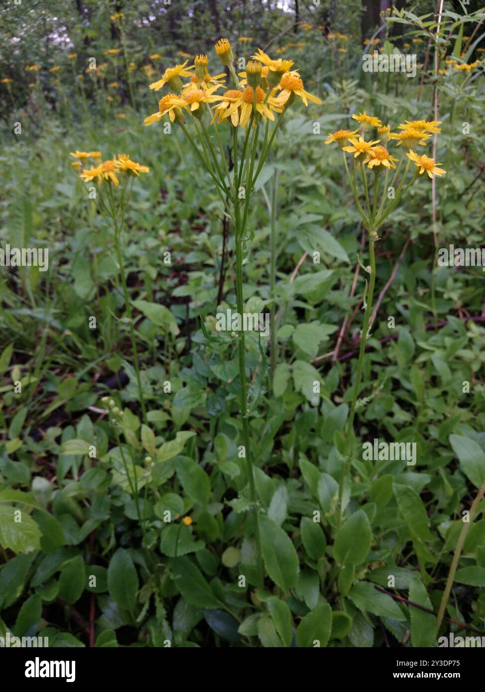 balsam ragwort (Packera paupercula) Plantae Stock Photo - Alamy