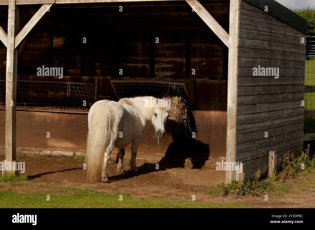 Grey horse eating hay in hi-res stock photography and images - Alamy