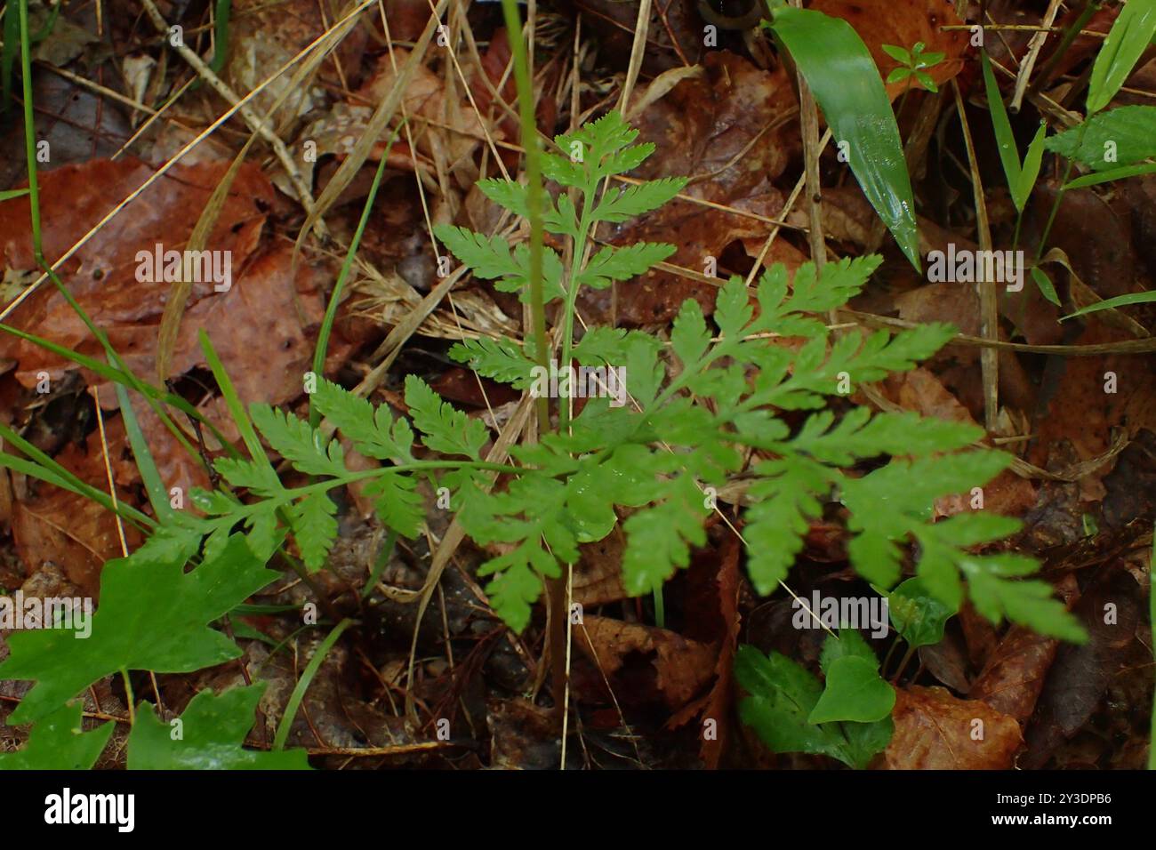 rattlesnake fern (Botrypus virginianus) Plantae Stock Photo - Alamy