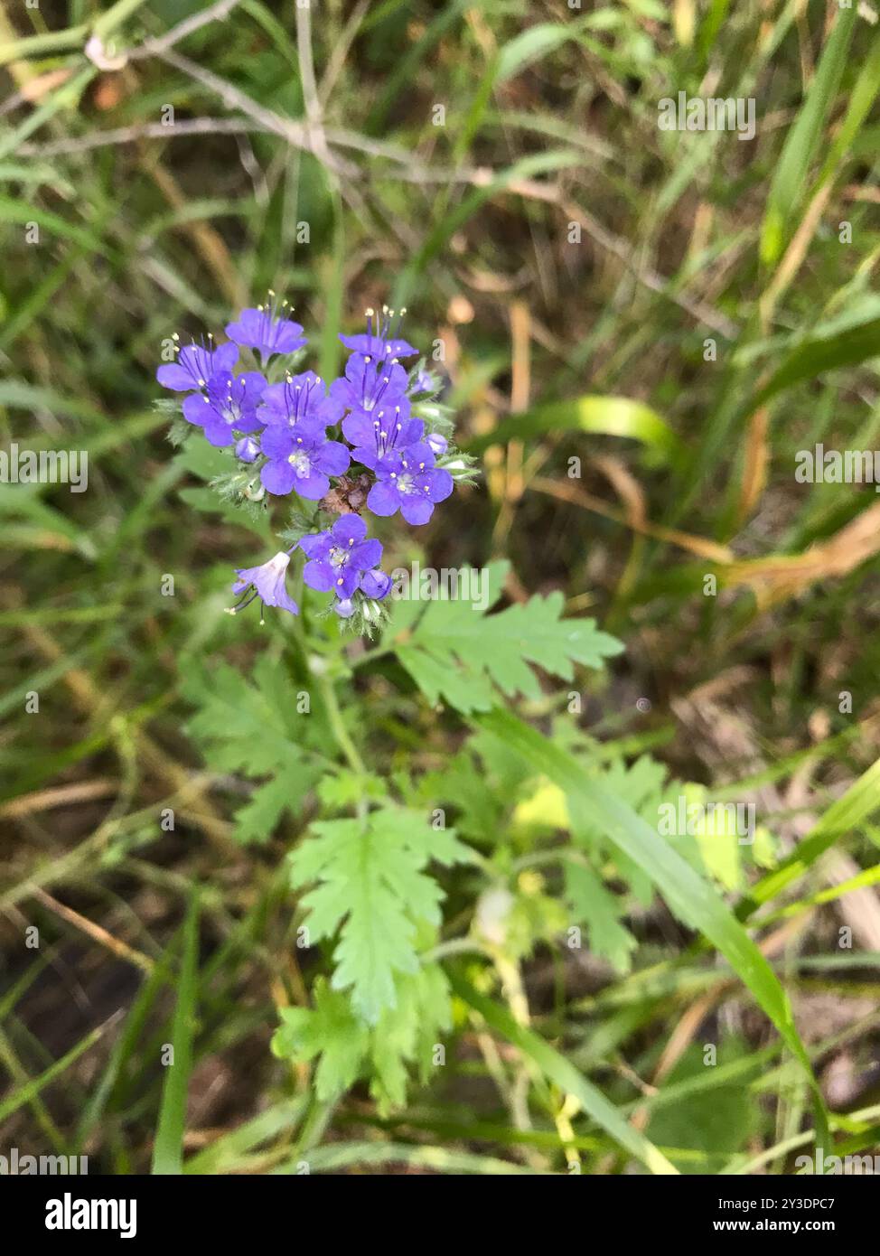 Blue Curls (Phacelia congesta) Plantae Stock Photo - Alamy