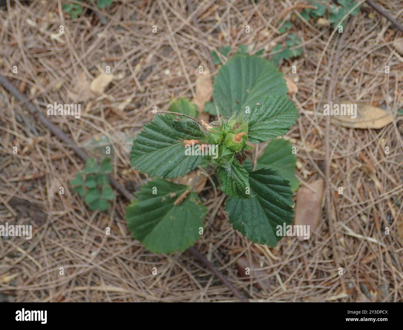 three-lobe false mallow (Malvastrum coromandelianum) Plantae Stock ...