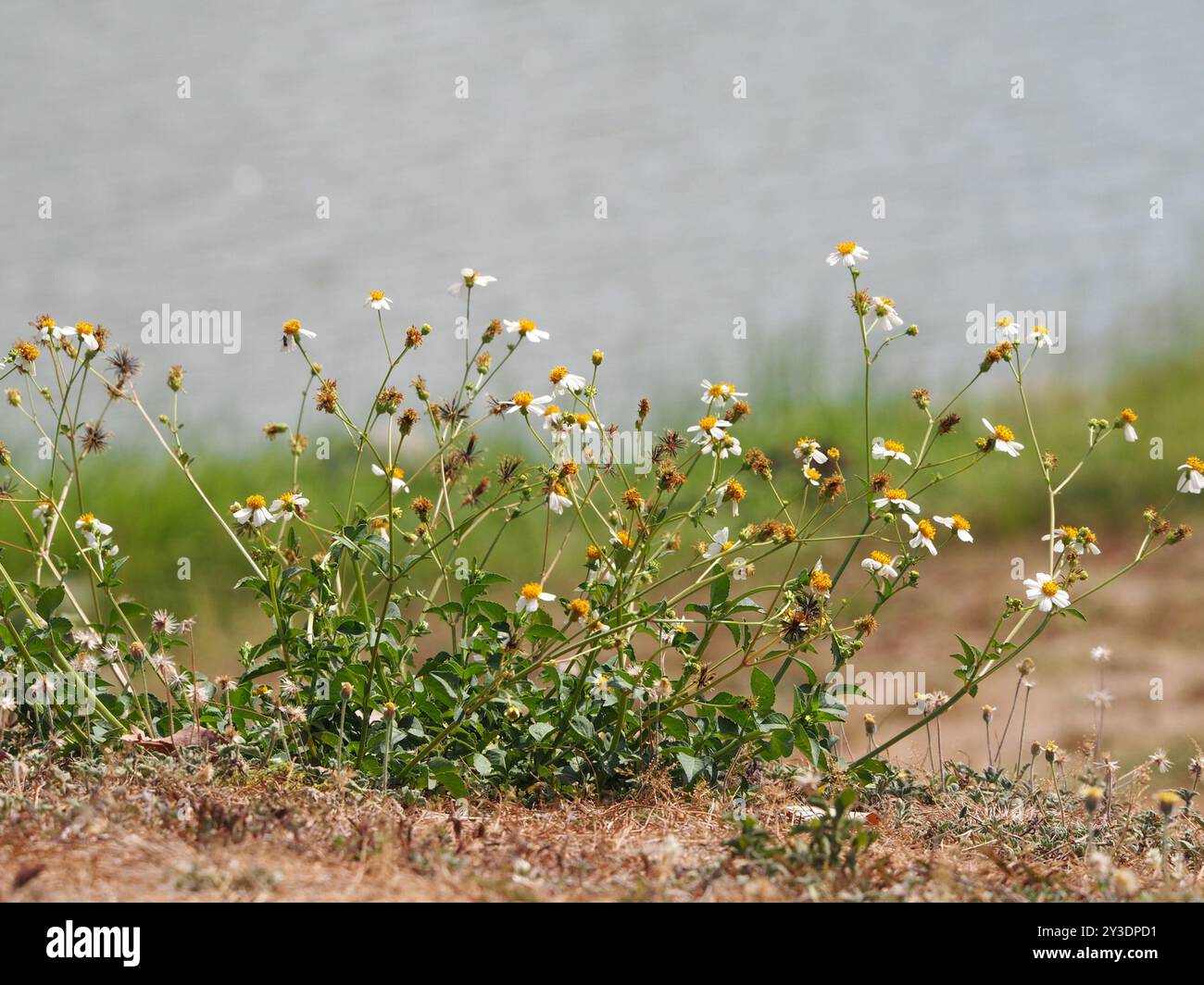 White beggarticks (Bidens alba) Plantae Stock Photo - Alamy