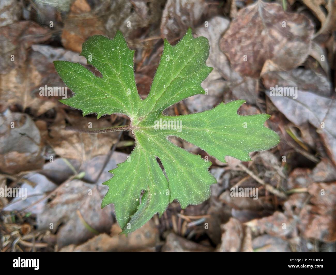 vascular plants (Tracheophyta) Plantae Stock Photo - Alamy