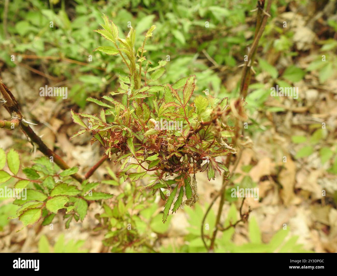 multiflora rose (Rosa multiflora) Plantae Stock Photo - Alamy