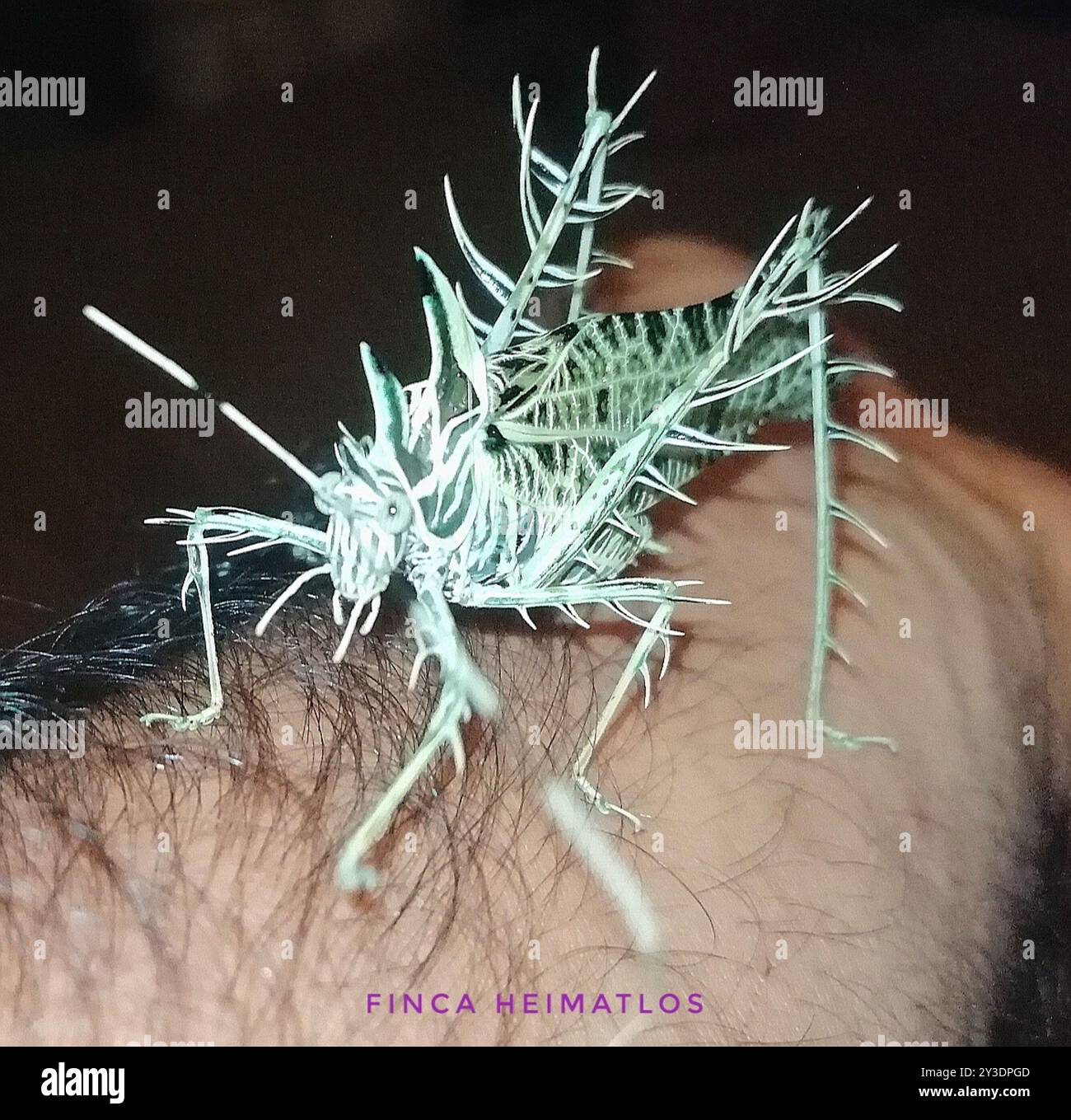 Markia hi-res stock photography and images - Alamy