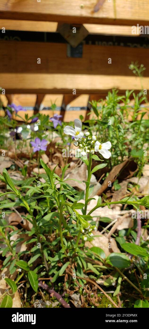 mustard family (Brassicaceae) Plantae Stock Photo - Alamy
