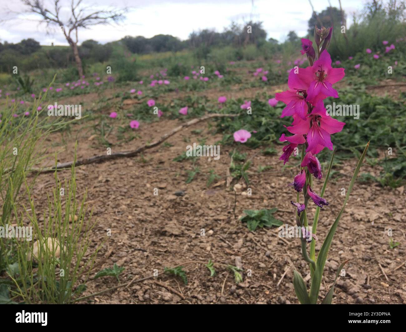 Field Gladiolus (Gladiolus italicus) Plantae Stock Photo - Alamy