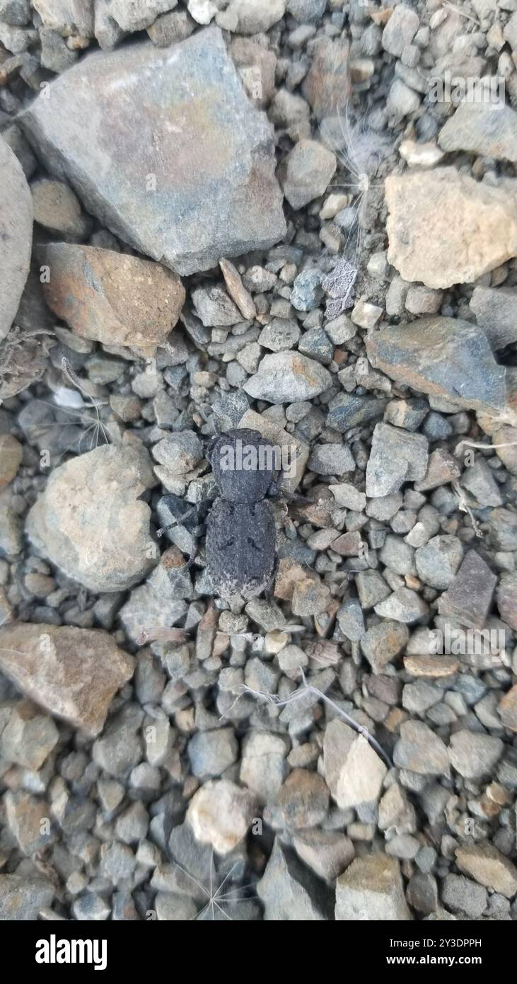 Diabolical Ironclad Beetle (Phloeodes diabolicus) Insecta Stock Photo ...