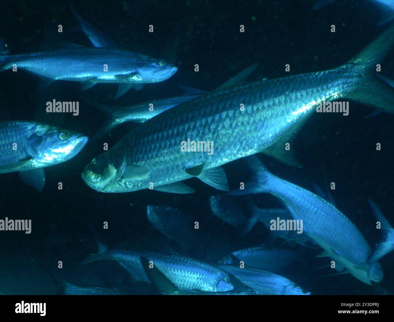 Atlantic Tarpon (Megalops atlanticus) Actinopterygii Stock Photo - Alamy