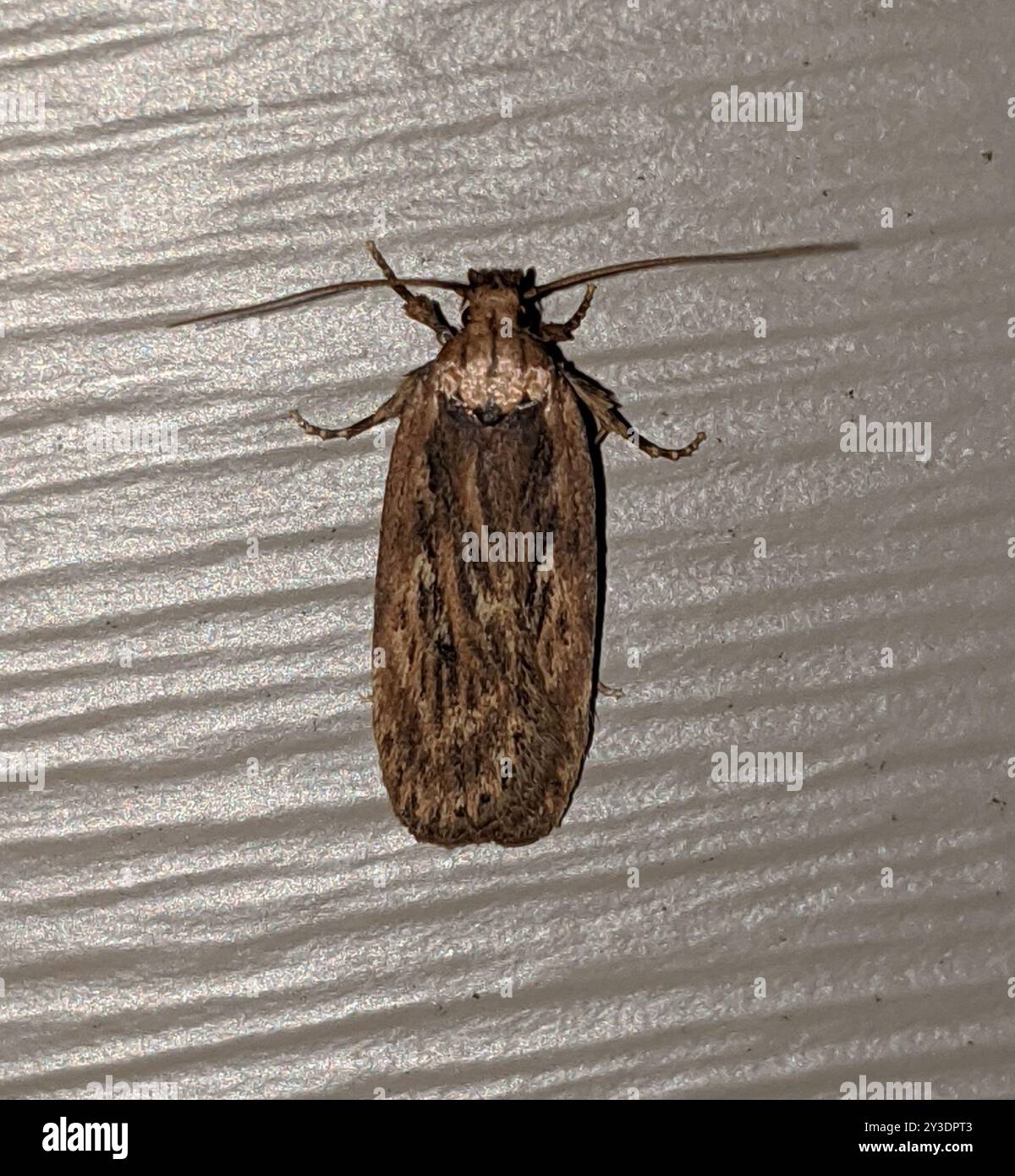 Curved-horn Moths (Gelechioidea) Insecta Stock Photo - Alamy