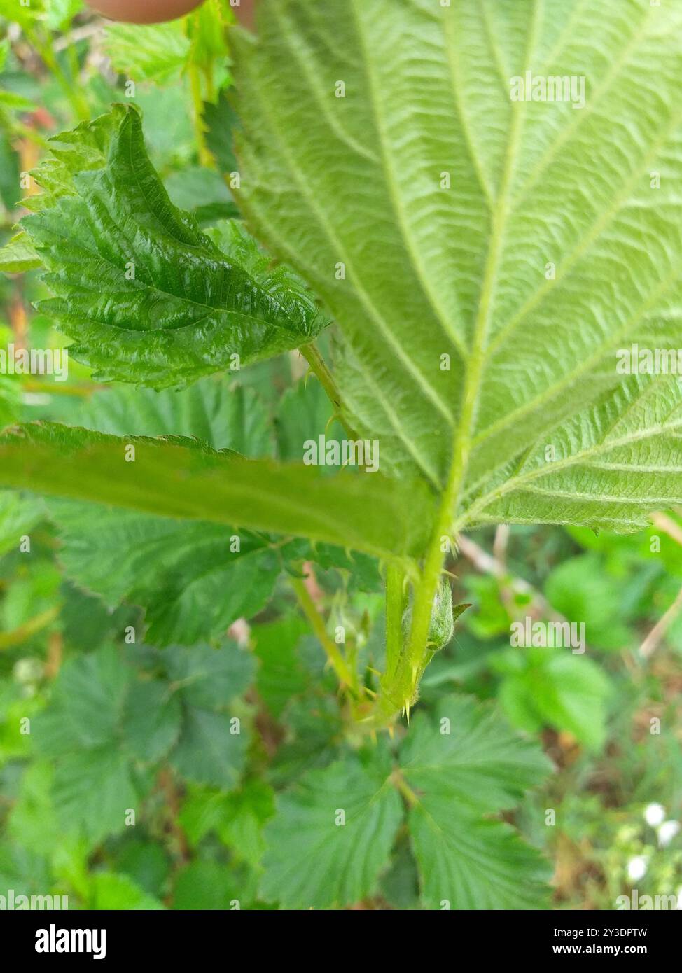 red raspberry (Rubus idaeus) Plantae Stock Photo - Alamy
