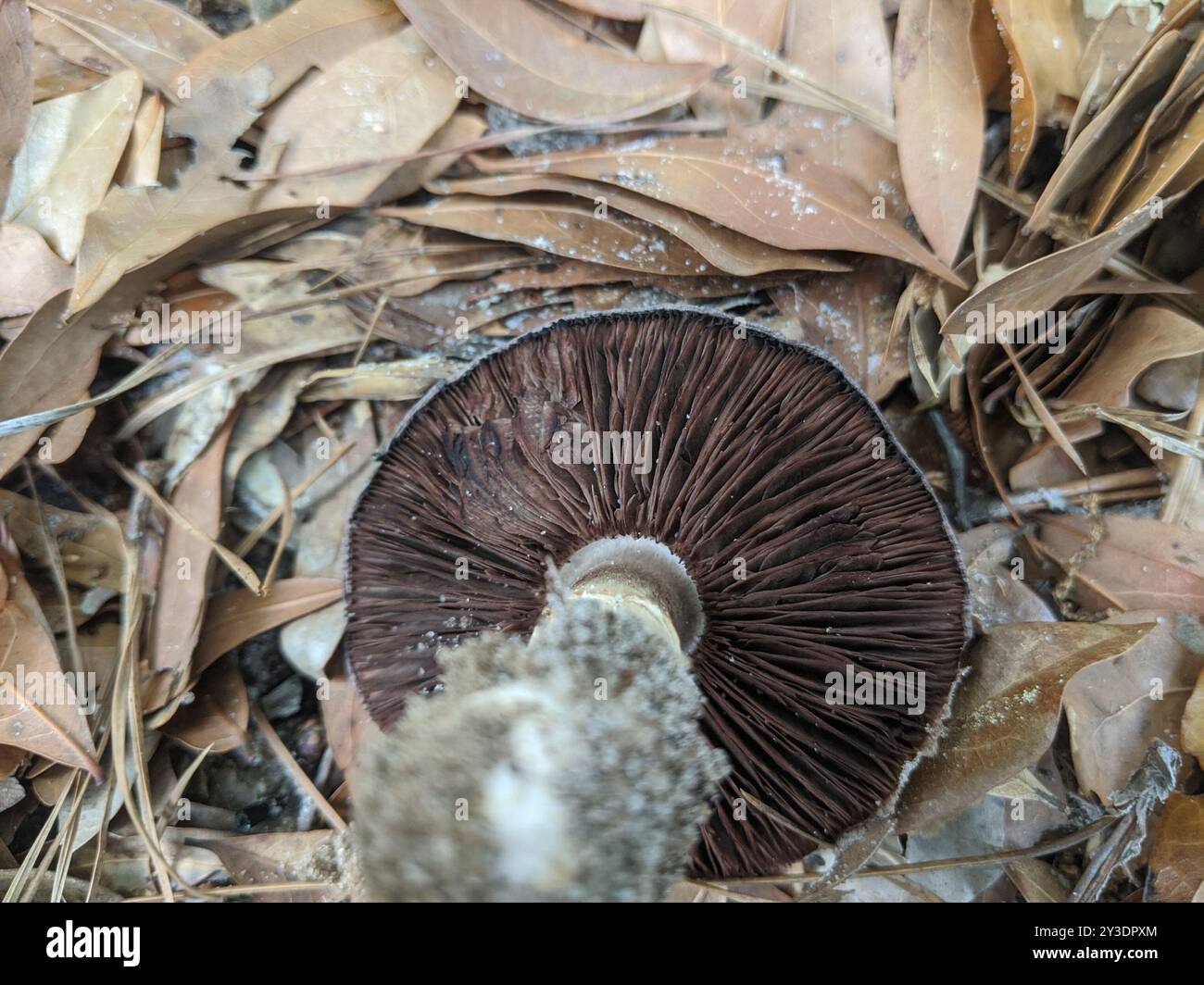 Common Gilled Mushrooms and Allies (Agaricales) Fungi Stock Photo - Alamy