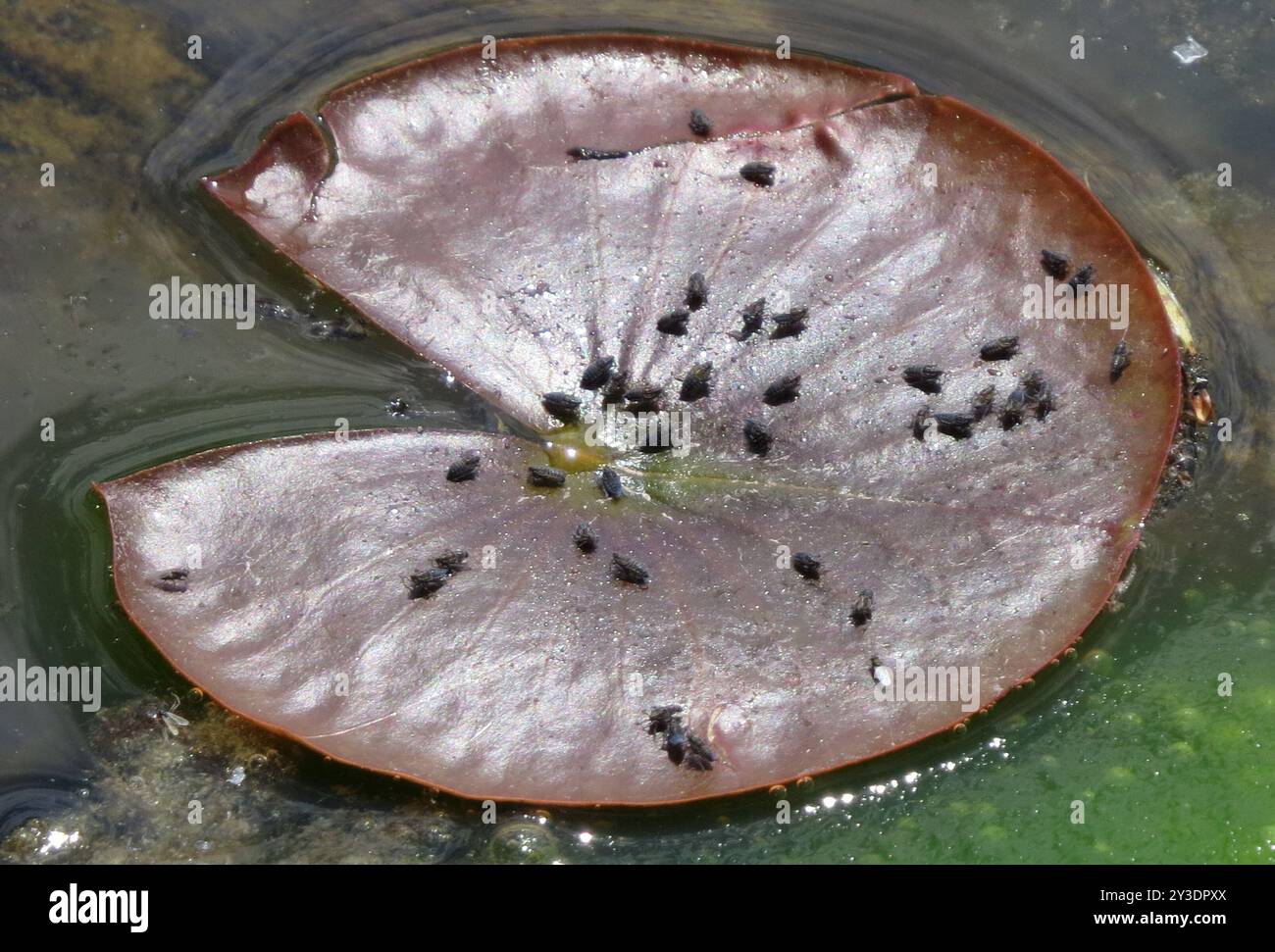 waterlily planthopper (Megamelus davisi) Insecta Stock Photo - Alamy