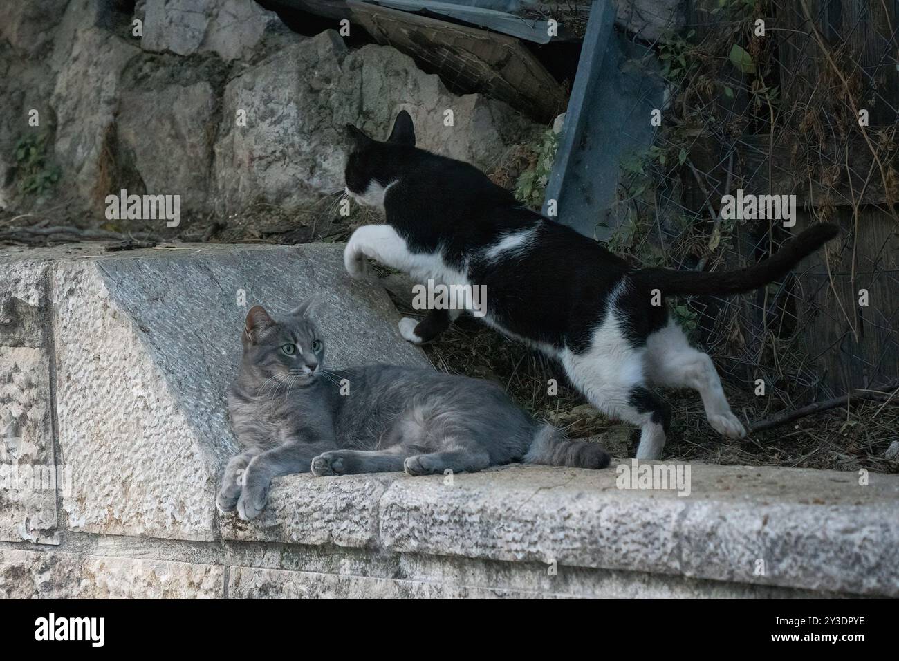 Cats israel jerusalem hi-res stock photography and images - Alamy
