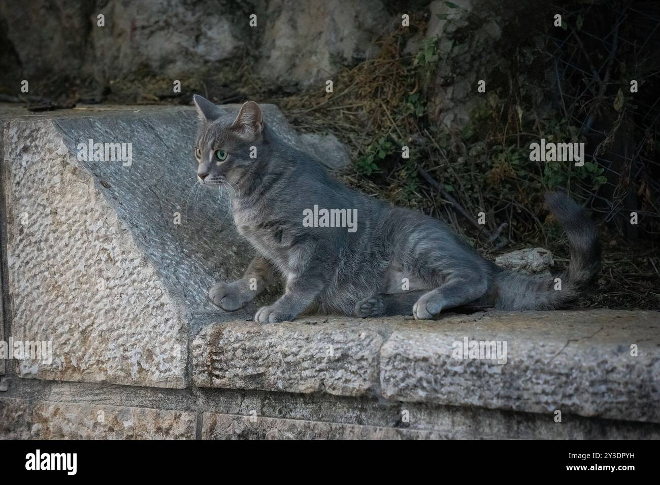 A beautiful, green eyed, gray tabby alley cat on a stone fence in ...