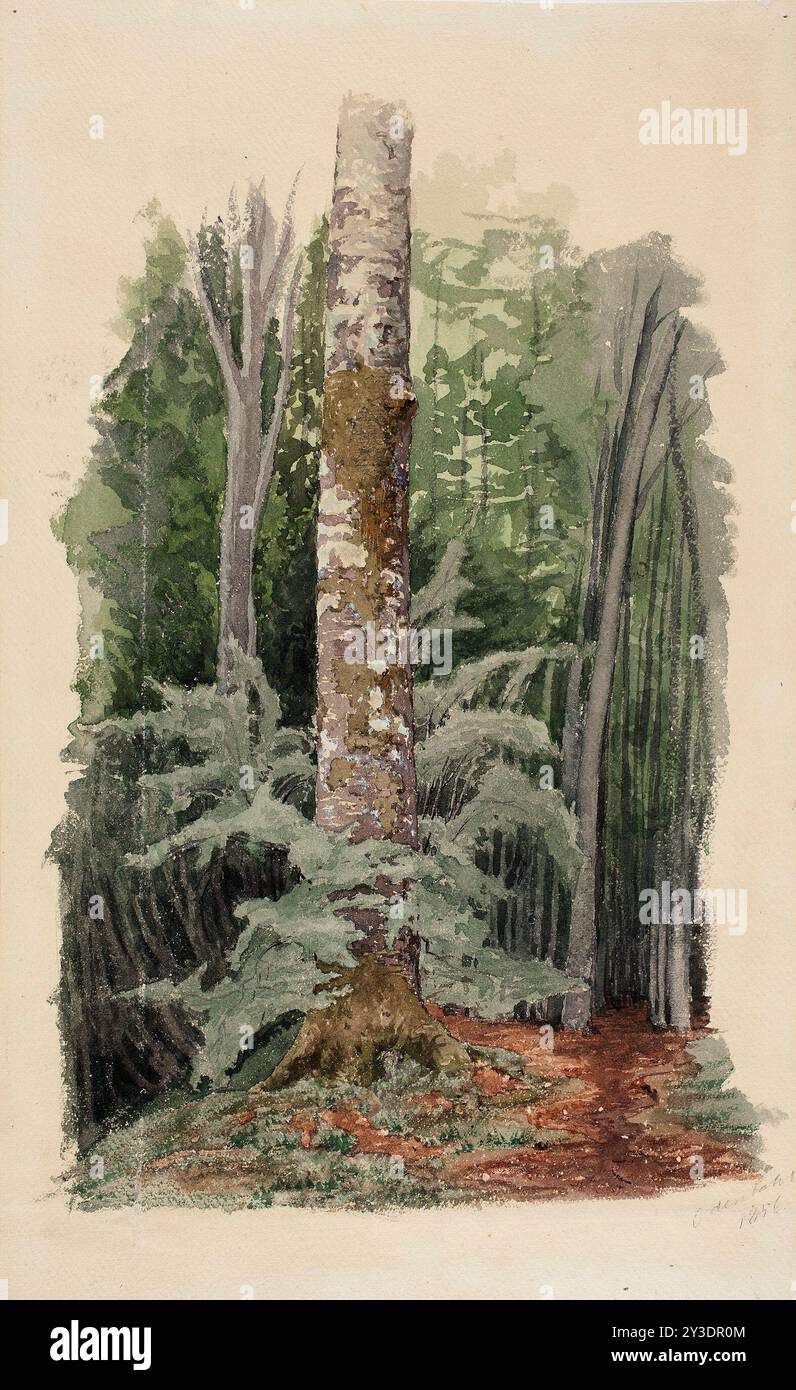 Forest interior, in the middle is the trunk of a hardwood tree, 1856 ...