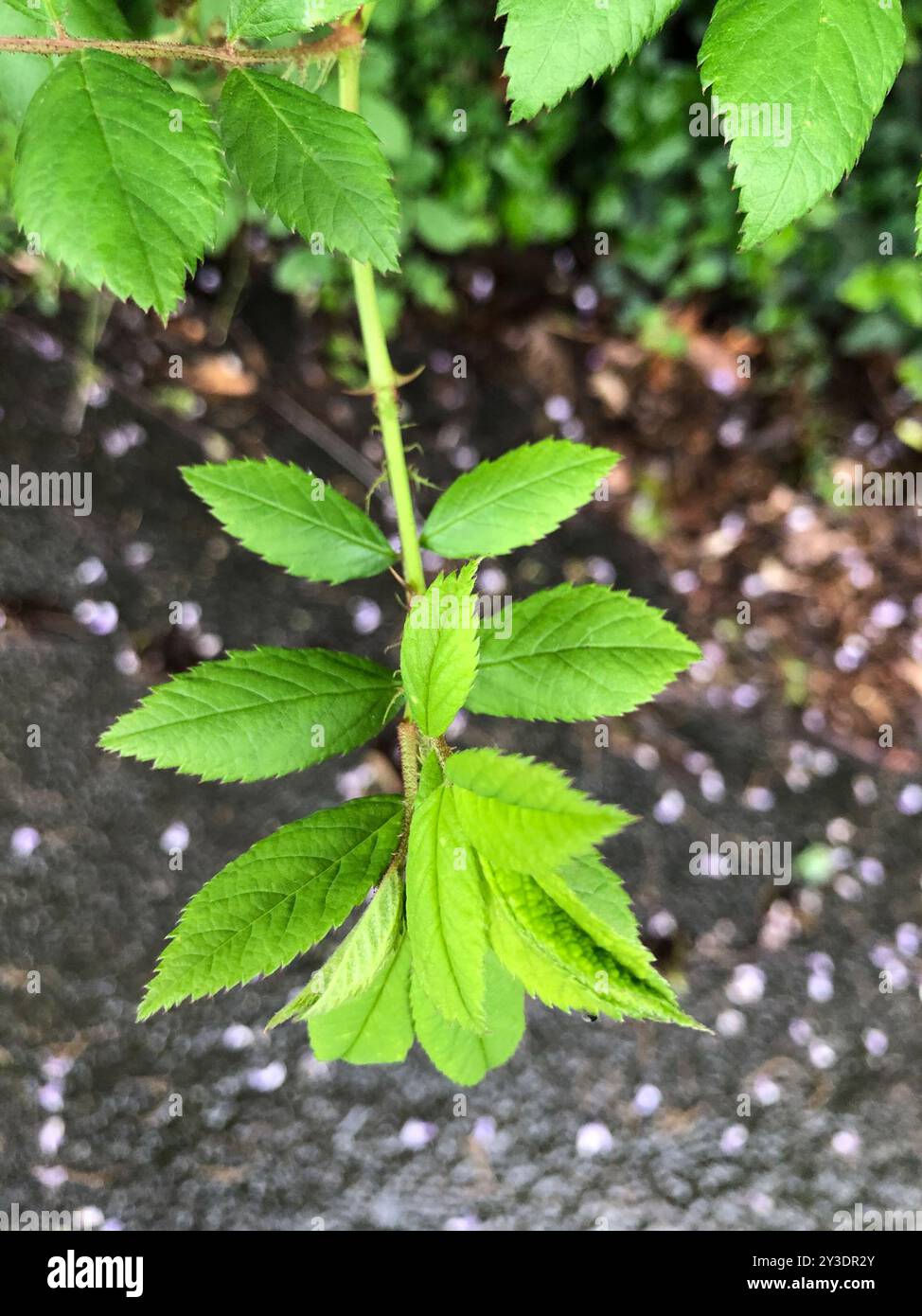 multiflora rose (Rosa multiflora) Plantae Stock Photo - Alamy