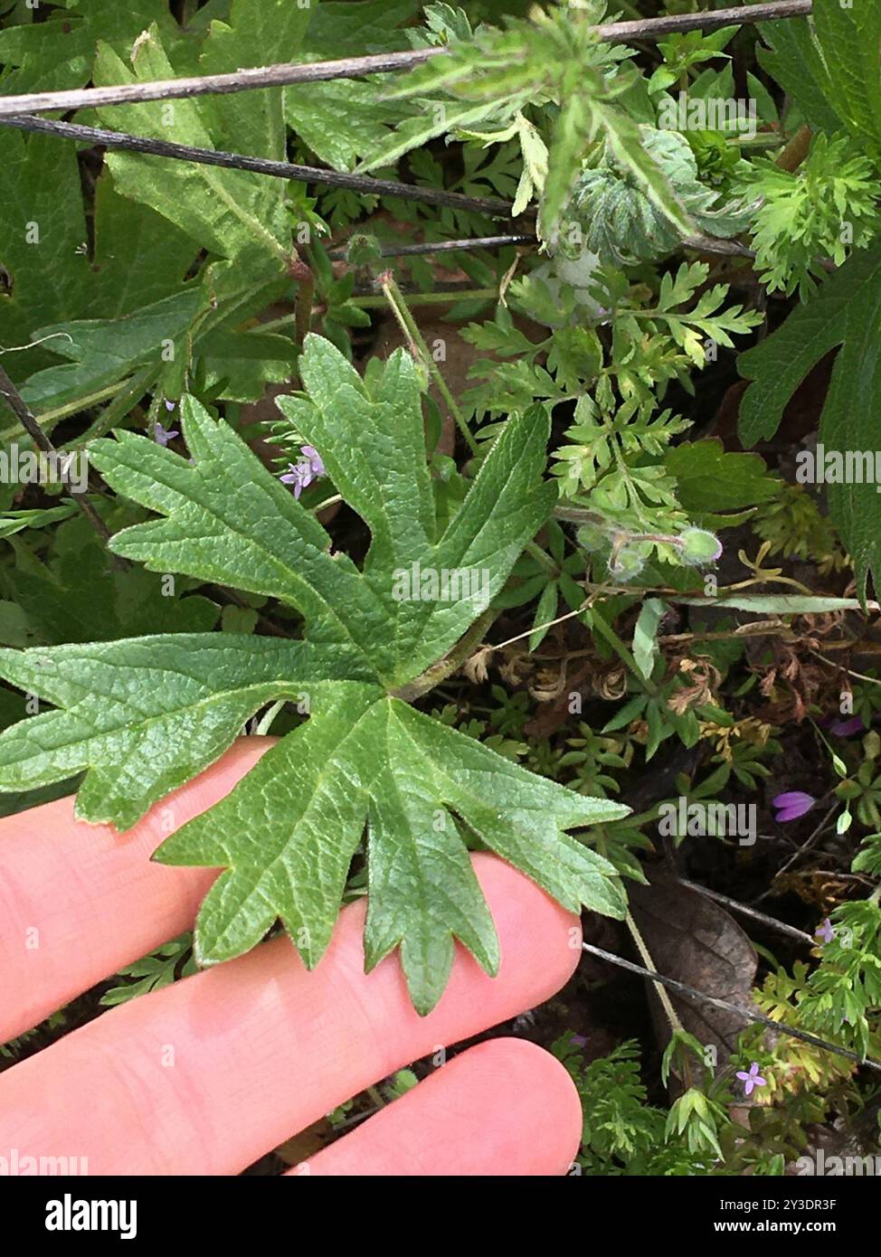 checkerbloom (Sidalcea malviflora) Plantae Stock Photo - Alamy