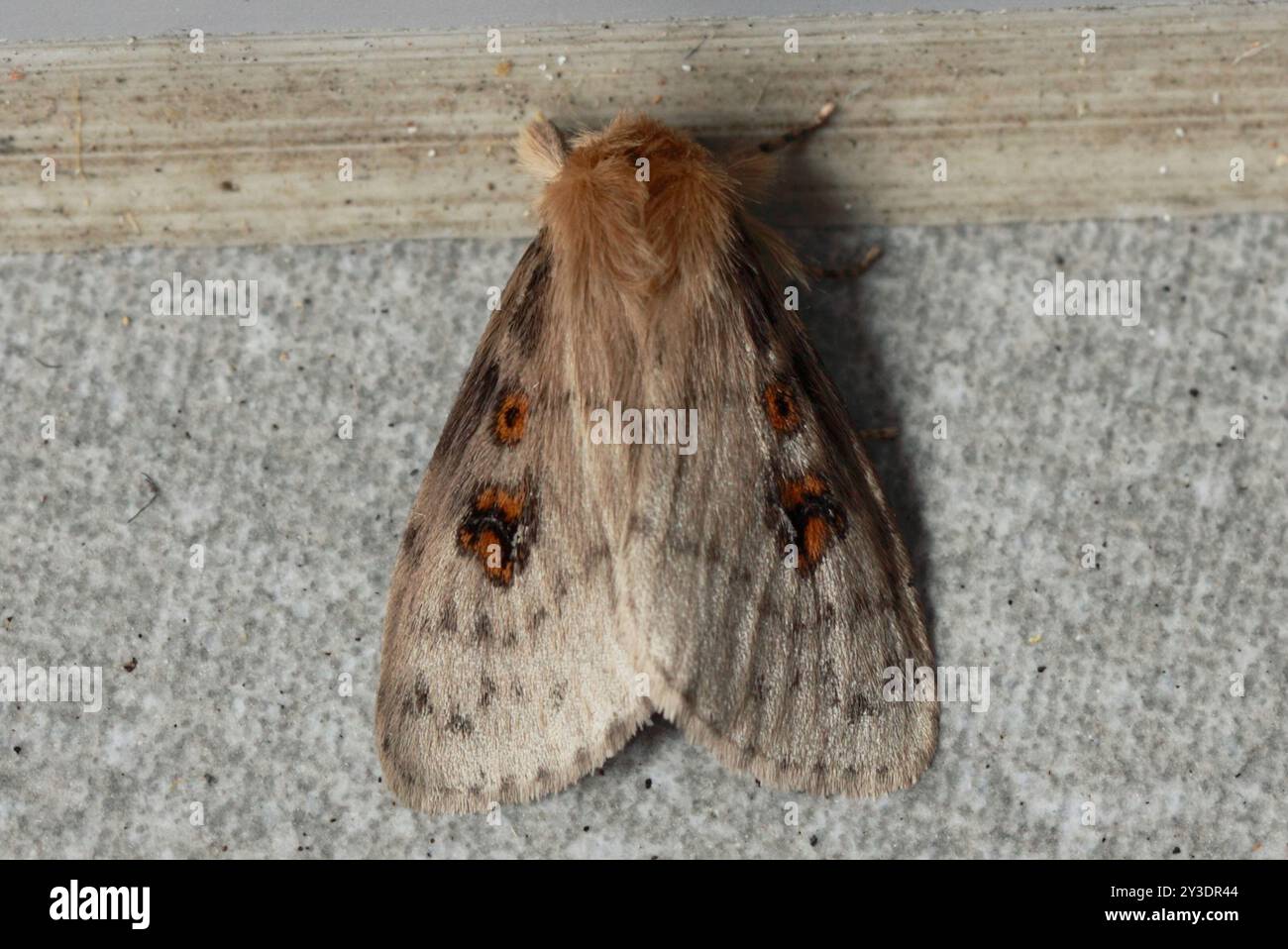 White Cedar Moth (Leptocneria reducta) Insecta Stock Photo - Alamy