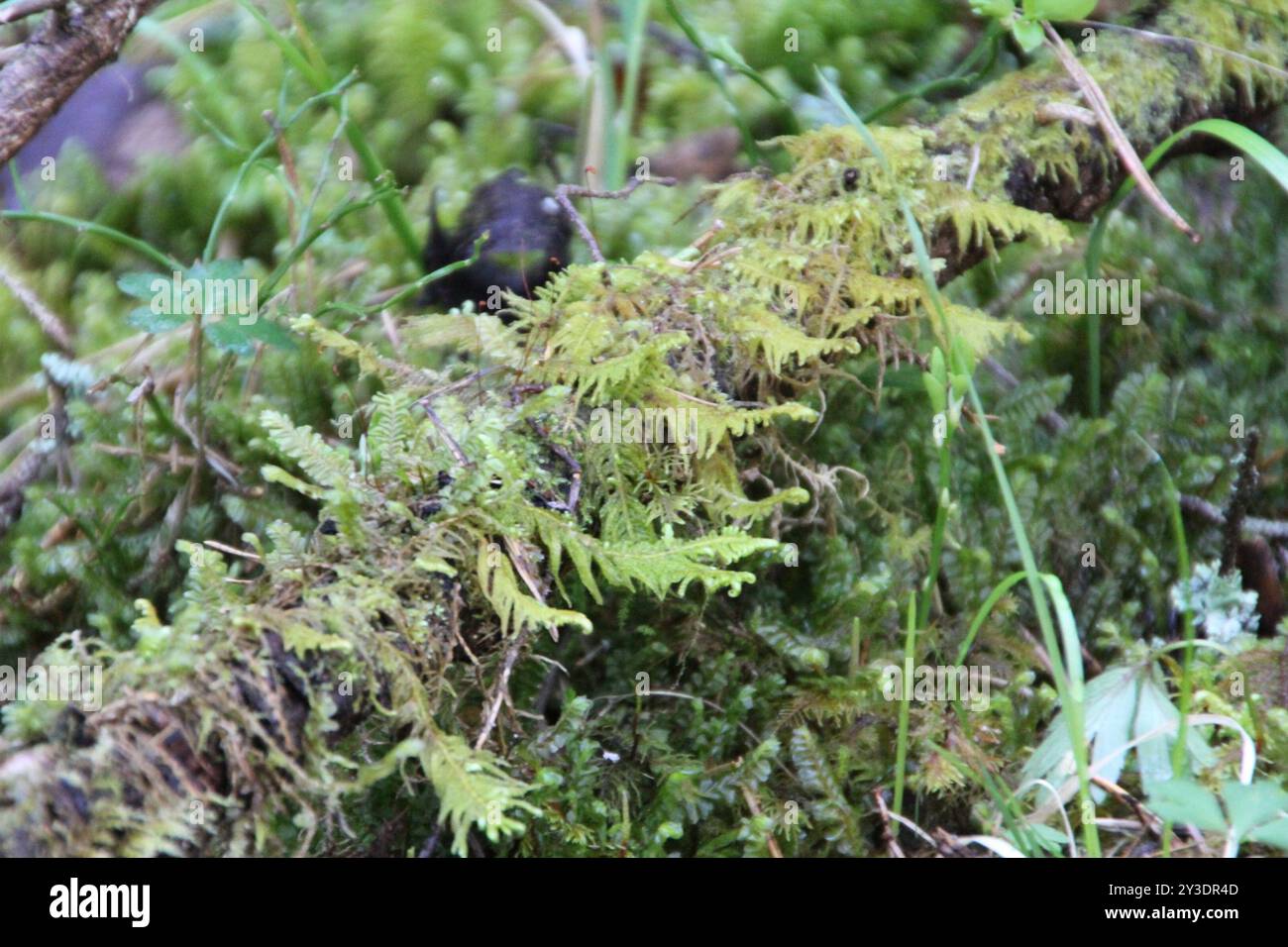 Ostrich-plume Moss (Ptilium crista-castrensis) Plantae Stock Photo - Alamy