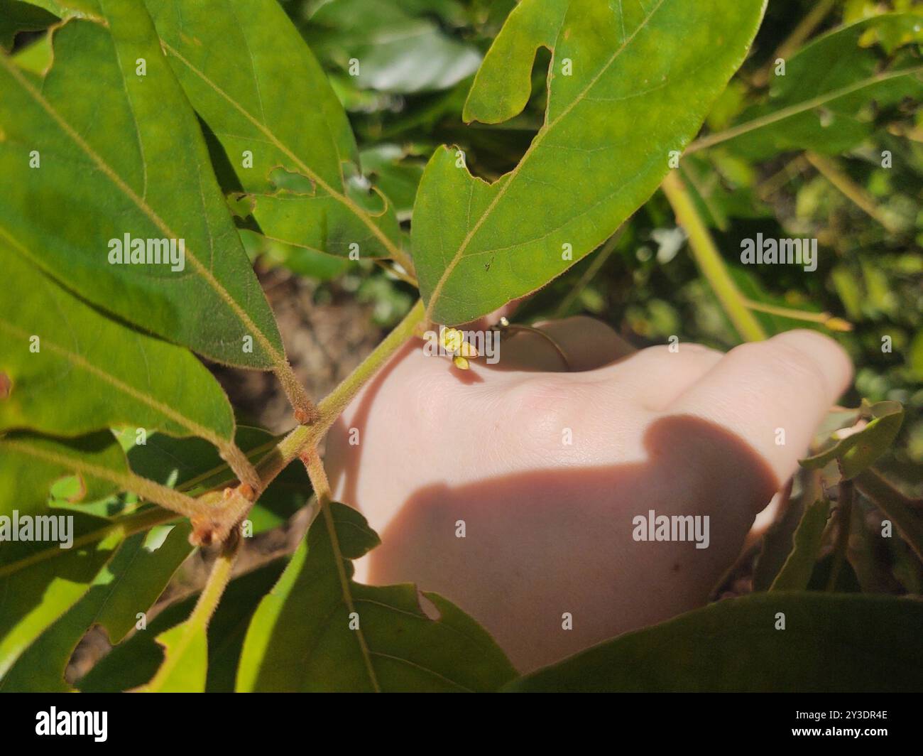 Swamp Bay (Persea palustris) Plantae Stock Photo - Alamy