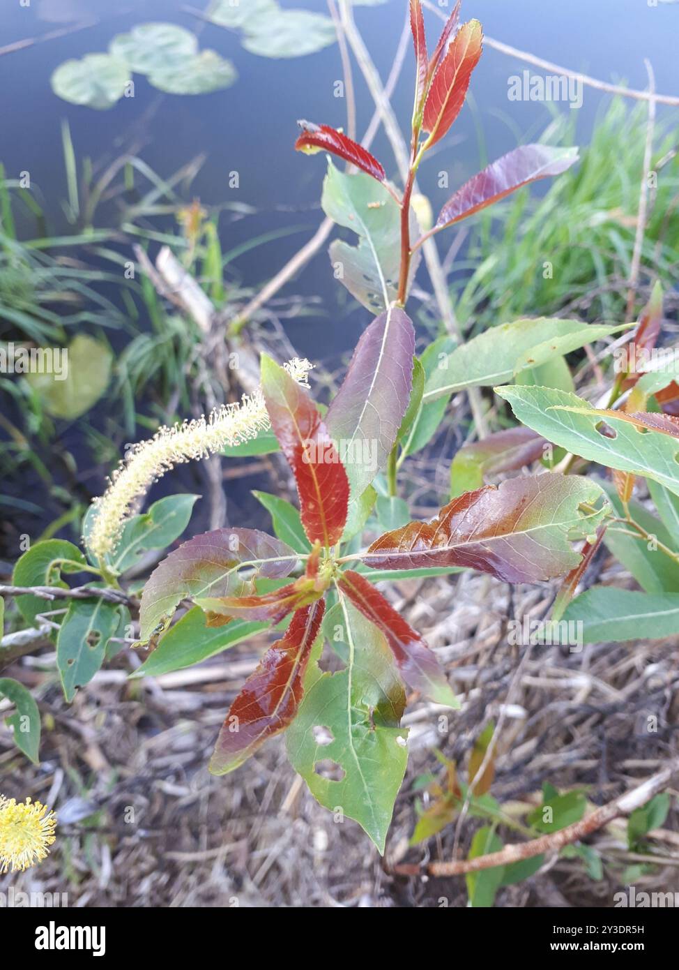 Almond Willow (Salix triandra) Plantae Stock Photo - Alamy