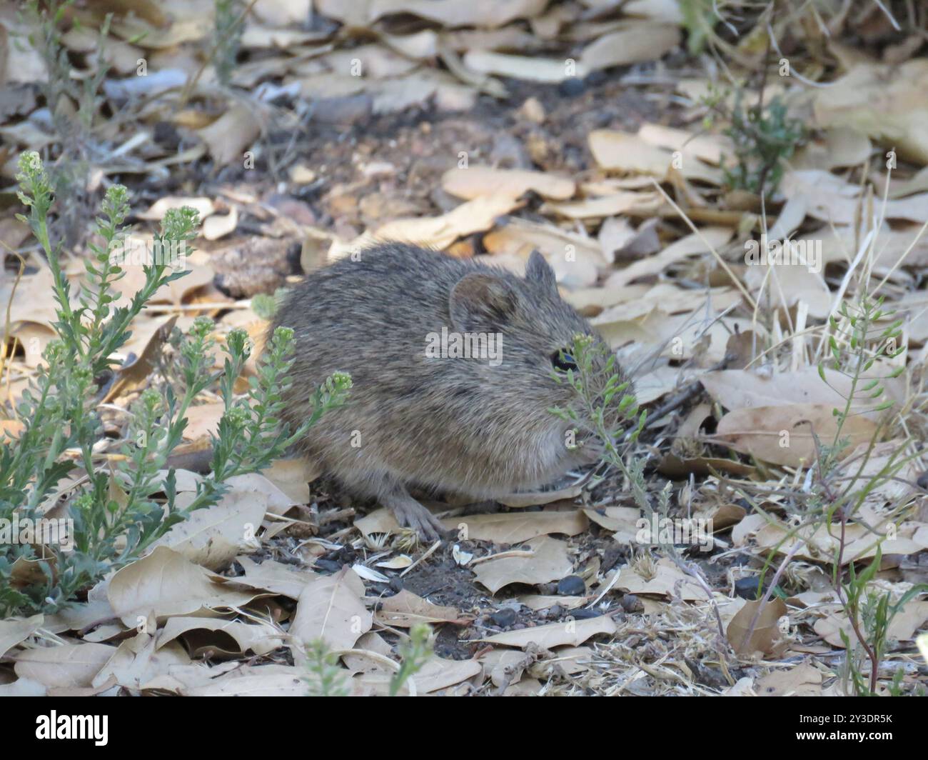 Hispid Cotton Rat (Sigmodon hispidus) Mammalia Stock Photo - Alamy