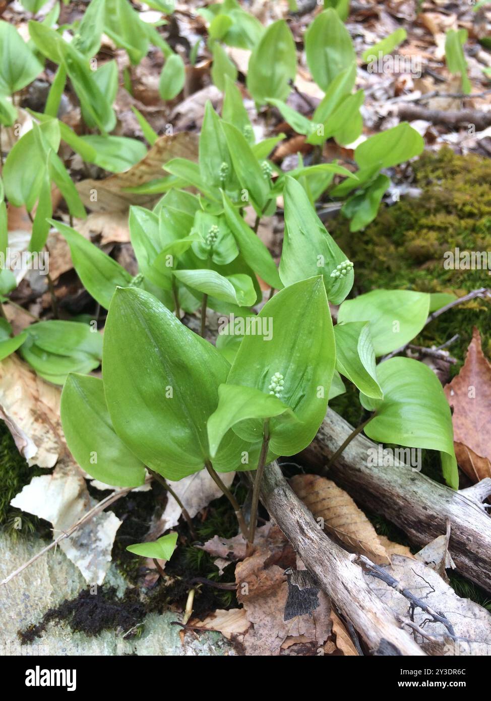Canada mayflower (Maianthemum canadense) Plantae Stock Photo - Alamy