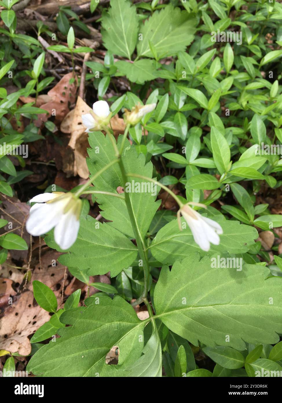Two-leaved Toothwort (Cardamine diphylla) Plantae Stock Photo - Alamy