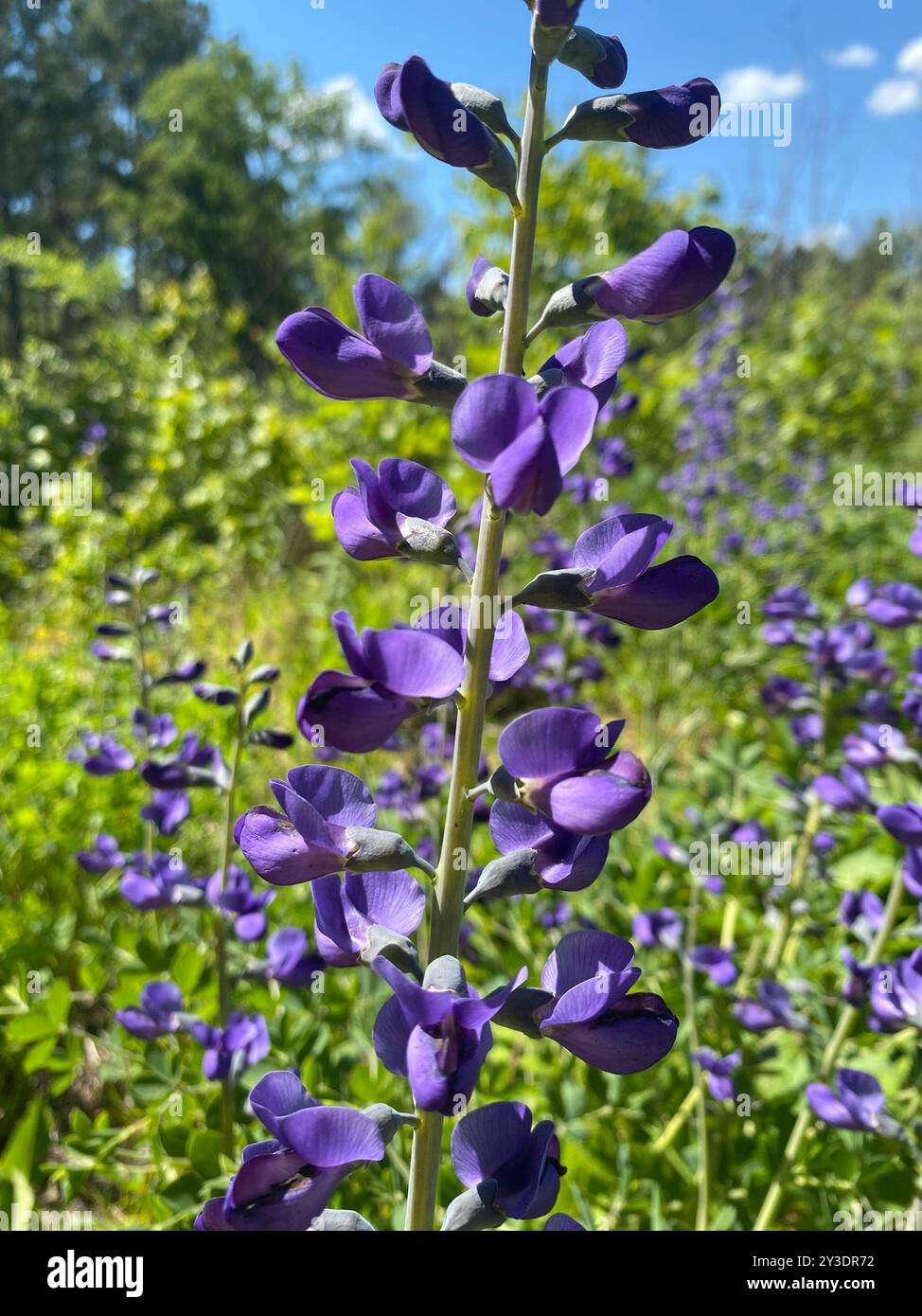 eastern prairie blue wild indigo (Baptisia australis aberrans) Plantae ...