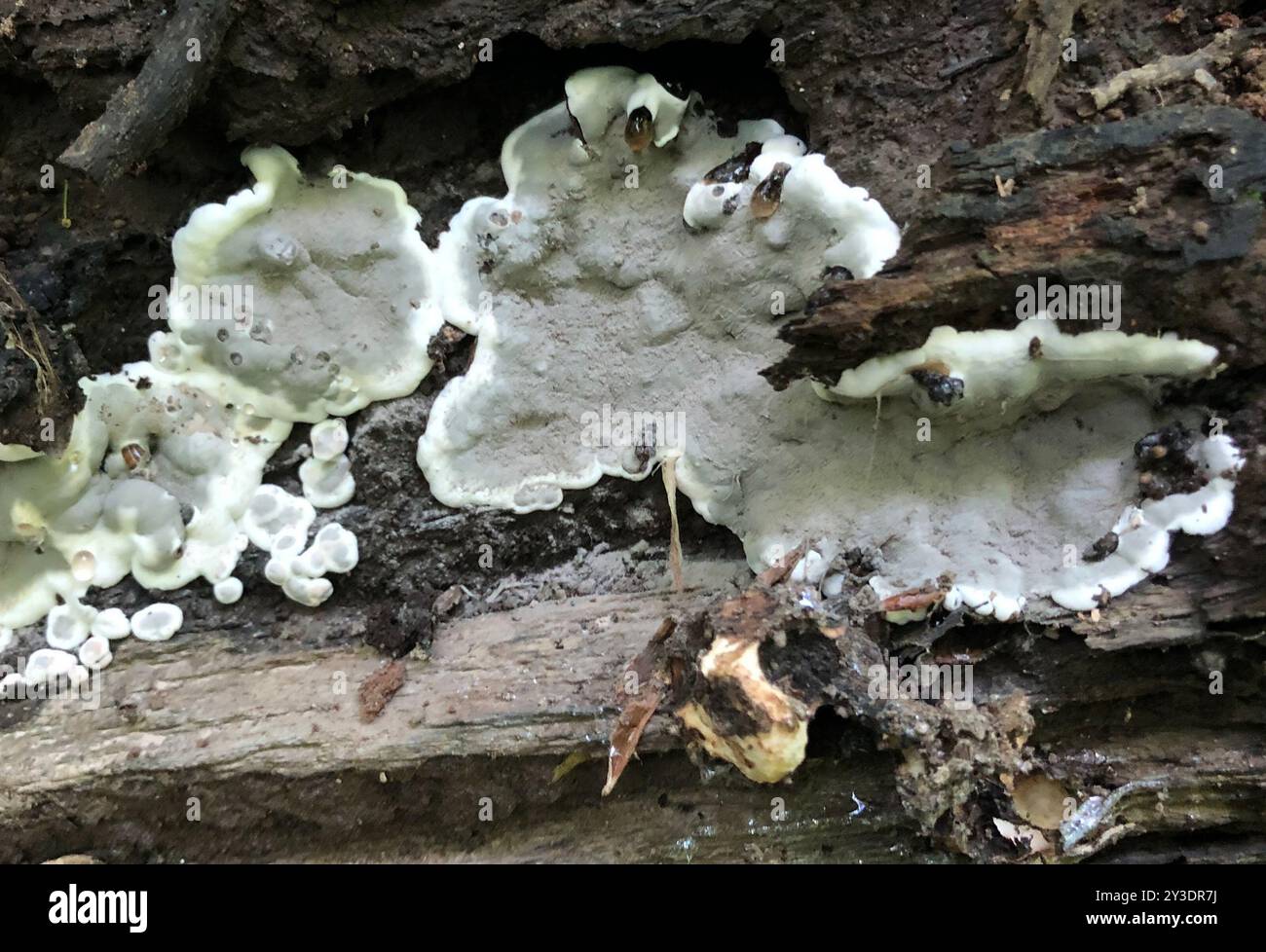 Brittle Cinder (Kretzschmaria deusta) Fungi Stock Photo - Alamy