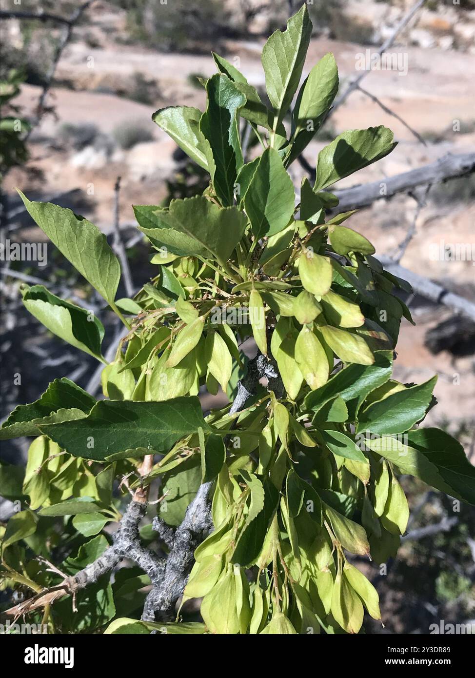 single-leaf ash (Fraxinus anomala) Plantae Stock Photo - Alamy