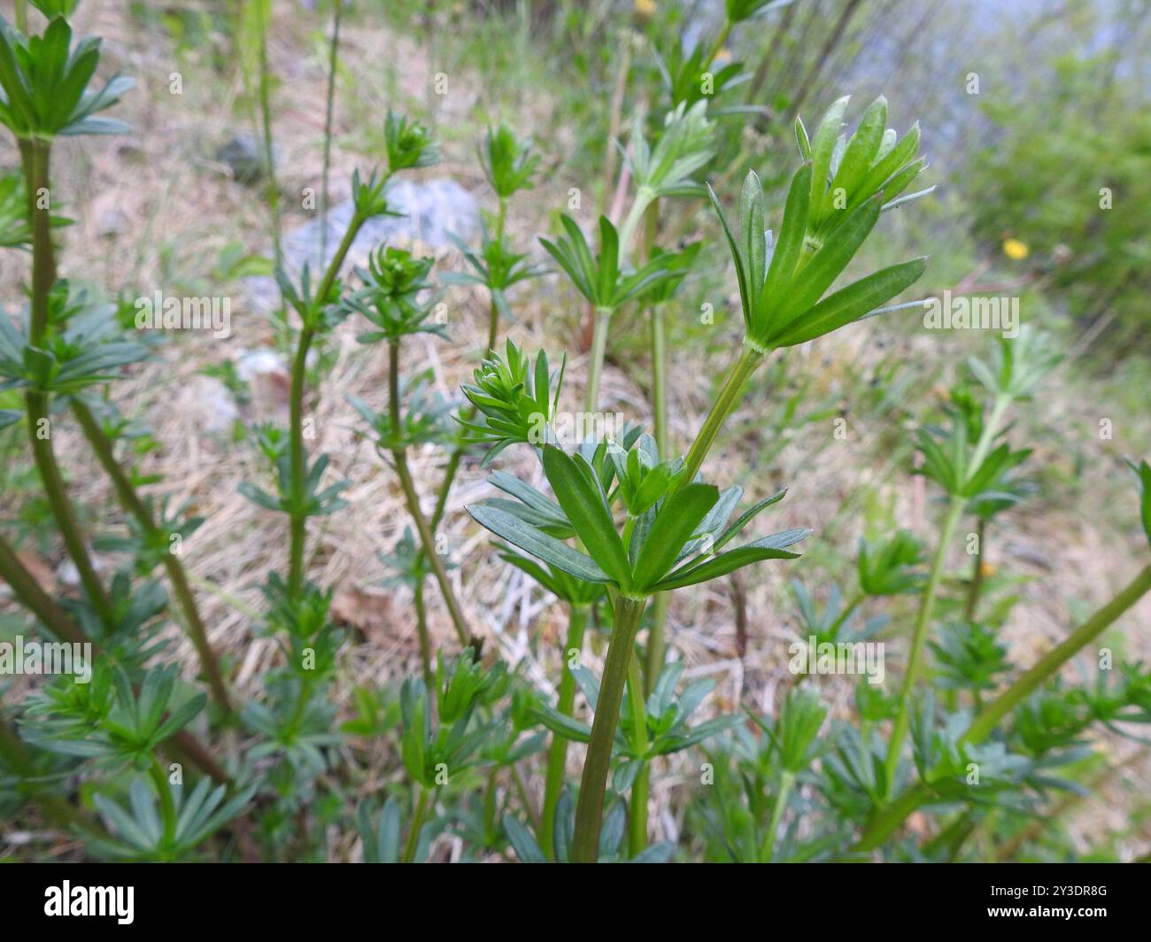 white bedstraw (Galium album) Plantae Stock Photo - Alamy