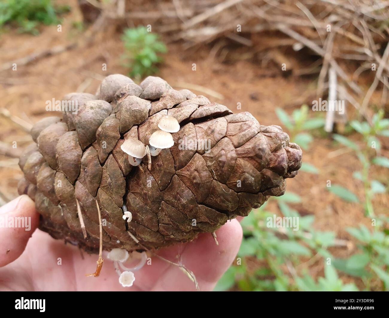 Austrororidus hi-res stock photography and images - Alamy