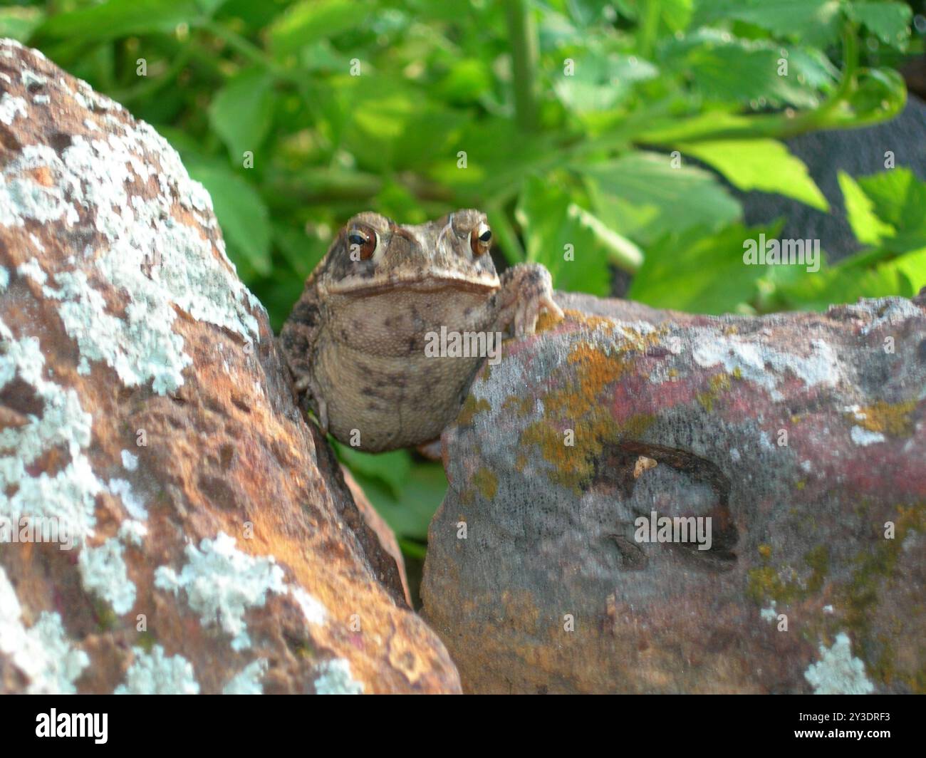 Gulf Coast Toad (Incilius nebulifer) Amphibia Stock Photo - Alamy