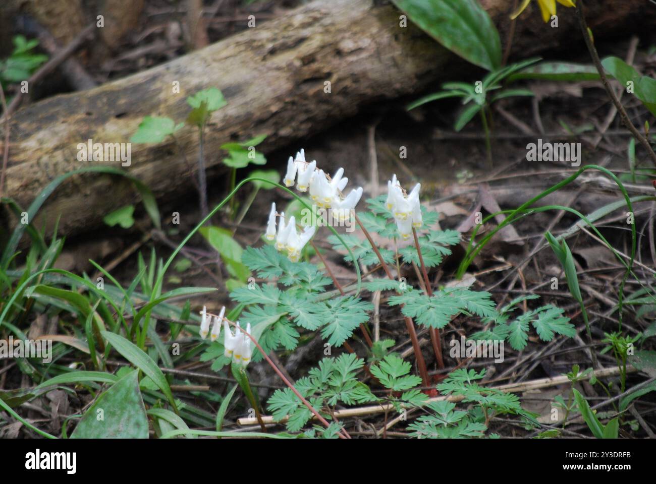 Dutchman's breeches (Dicentra cucullaria) Plantae Stock Photo - Alamy