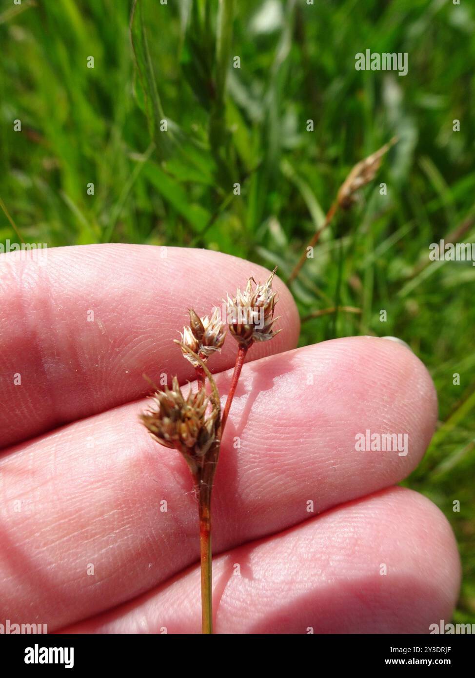 Field woodrush (Luzula campestris) Plantae Stock Photo - Alamy