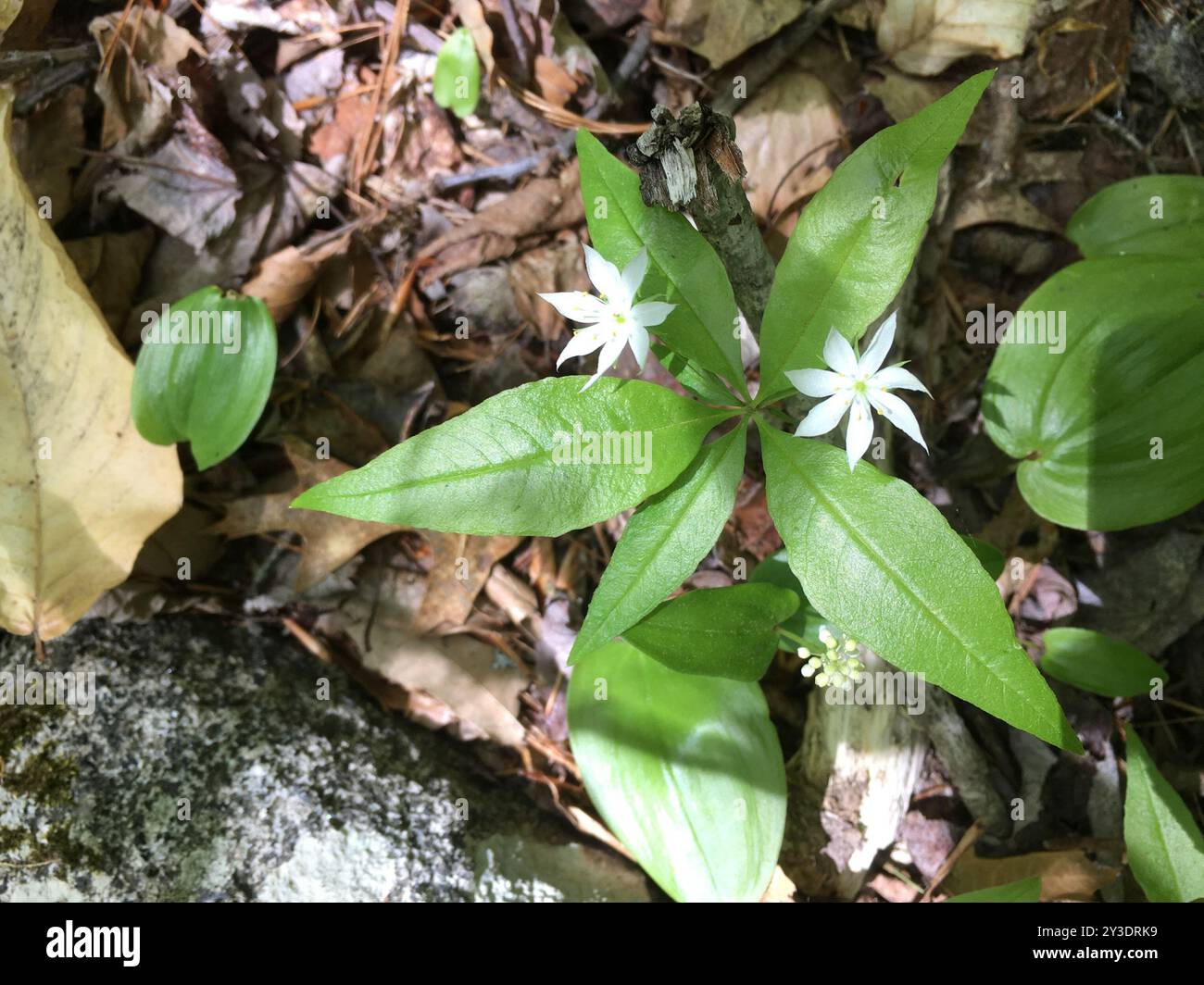 northern starflower (Lysimachia borealis) Plantae Stock Photo - Alamy