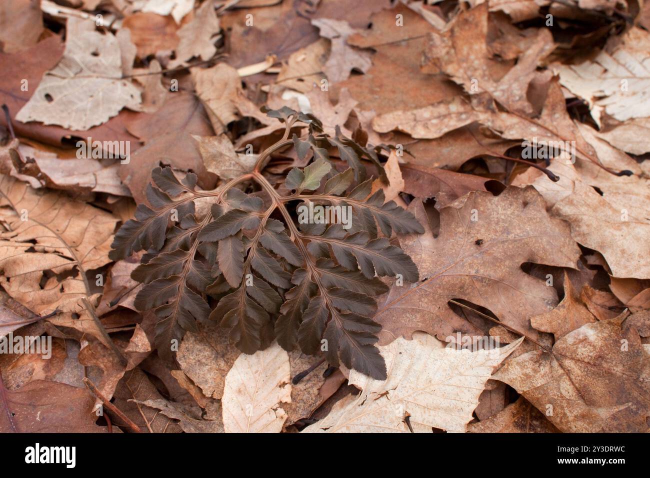 Cutleaf Grapefern (Sceptridium dissectum) Plantae Stock Photo - Alamy