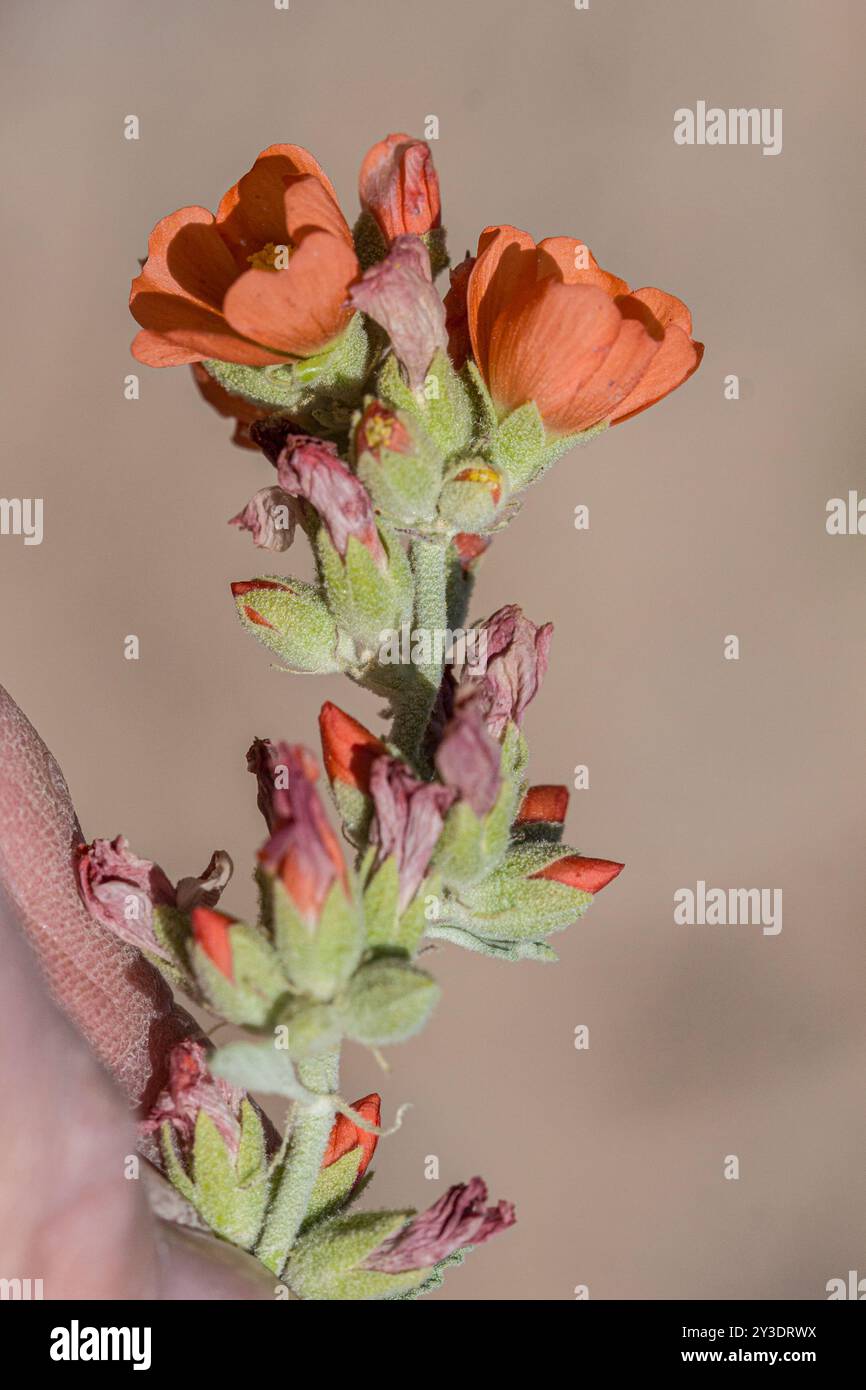 Small-leaf Globemallow (Sphaeralcea parvifolia) Plantae Stock Photo - Alamy