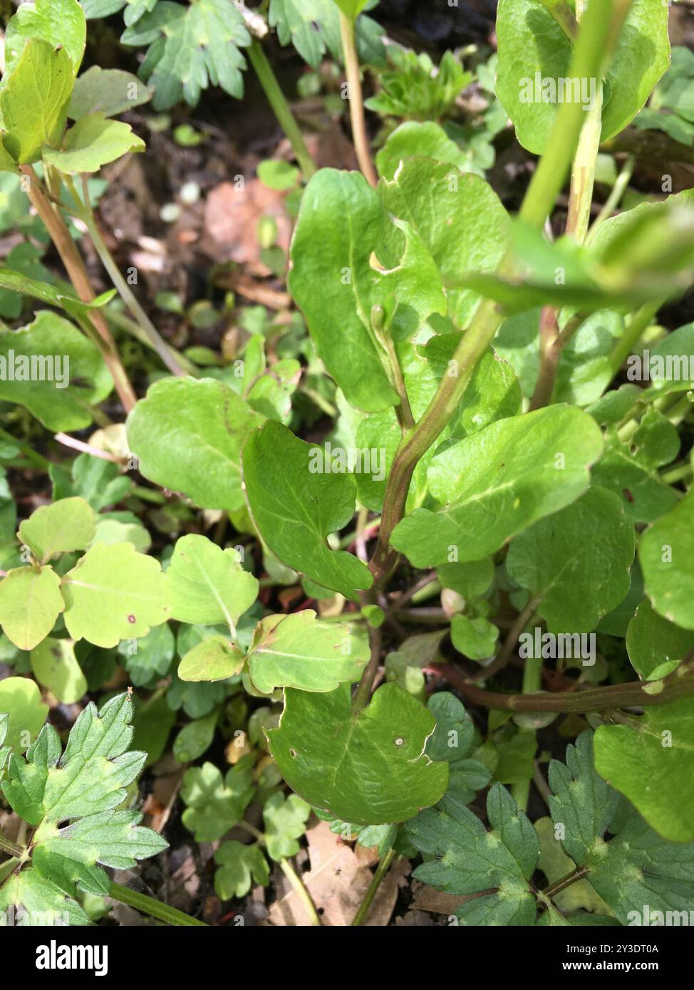 bulbous cress (Cardamine bulbosa) Plantae Stock Photo - Alamy