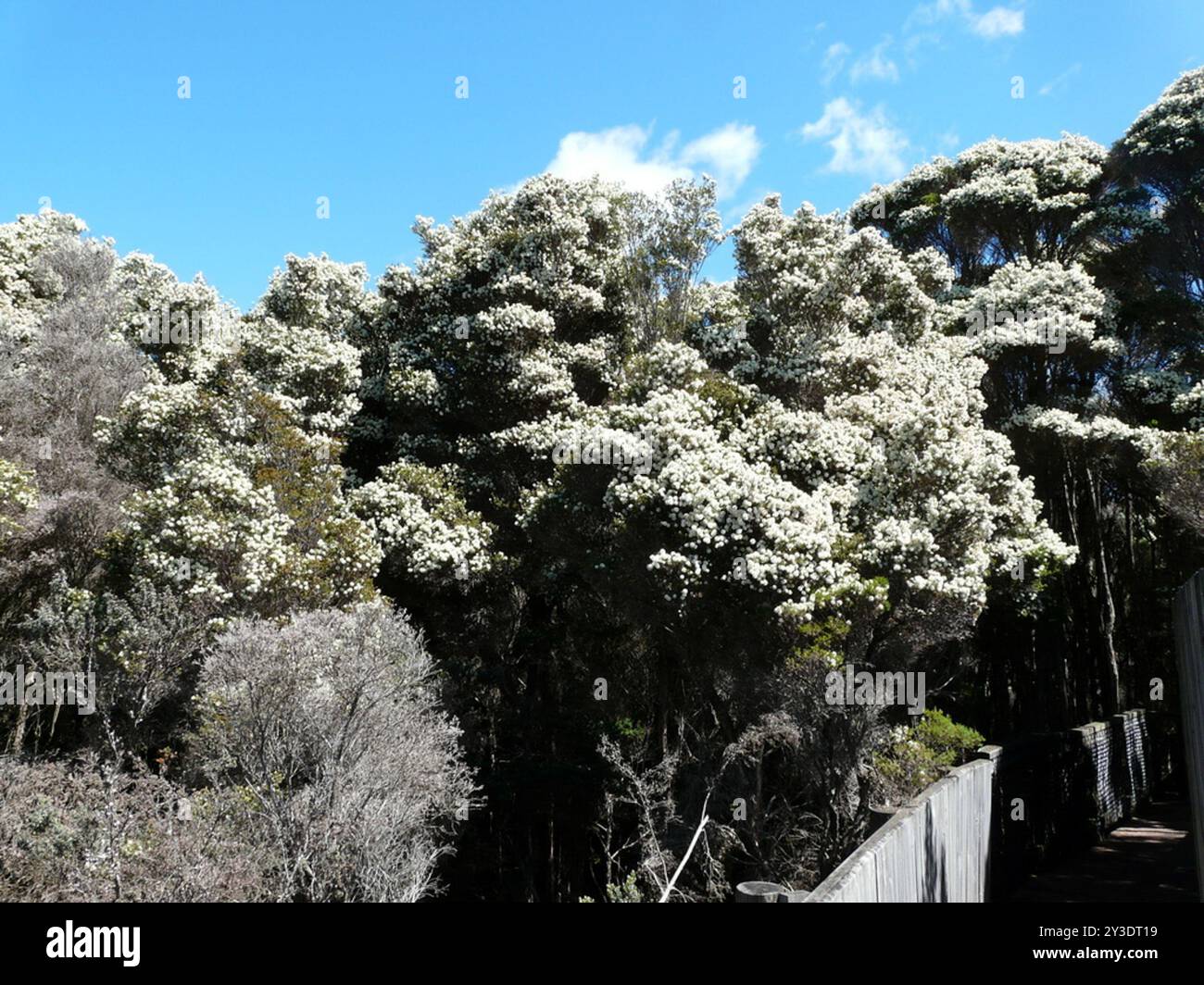 Swamp Paperbark (Melaleuca ericifolia) Plantae Stock Photo - Alamy