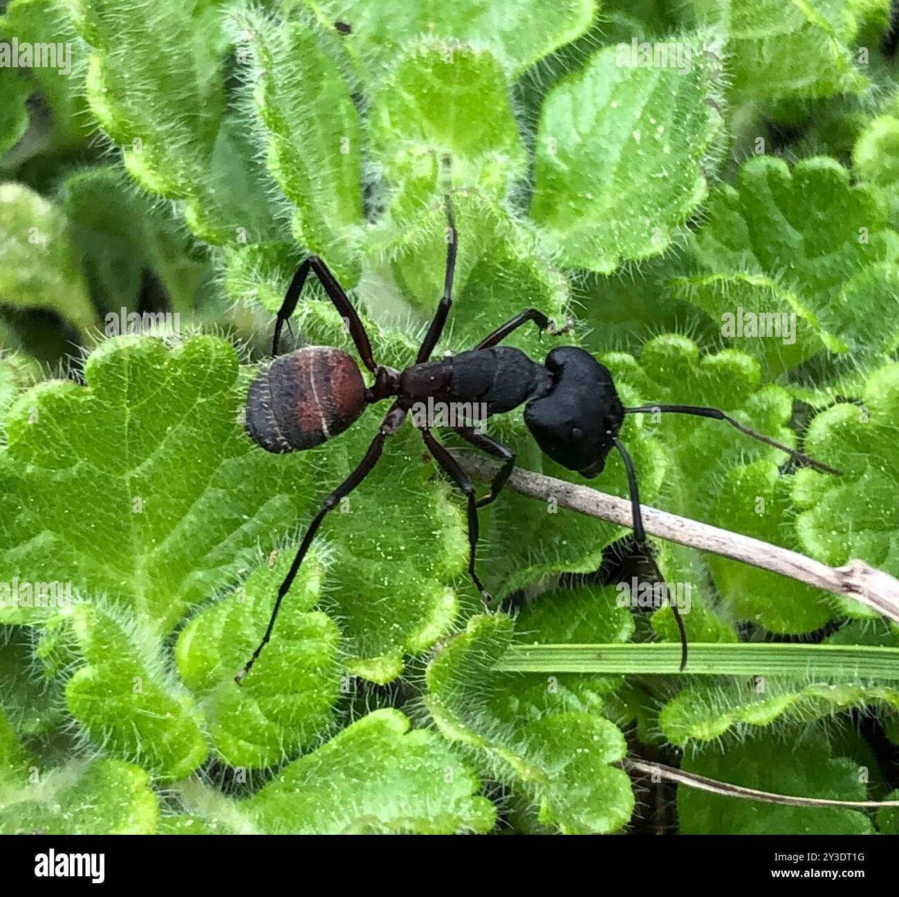 Blood-spotted Sugar Ant (Camponotus cruentatus) Insecta Stock Photo - Alamy