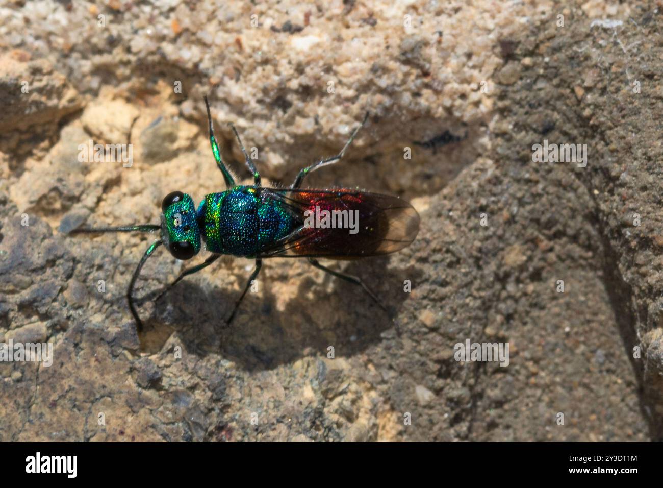 Ruby-tailed Cuckoo Wasps (Chrysis ignita) Insecta Stock Photo - Alamy