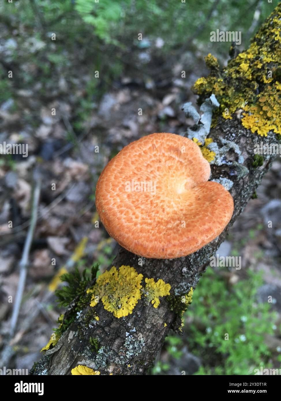 hexagonal-pored polypore (Neofavolus alveolaris) Fungi Stock Photo - Alamy
