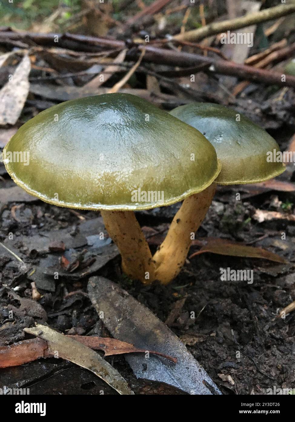 Green Skinhead (Cortinarius austrovenetus) Fungi Stock Photo - Alamy